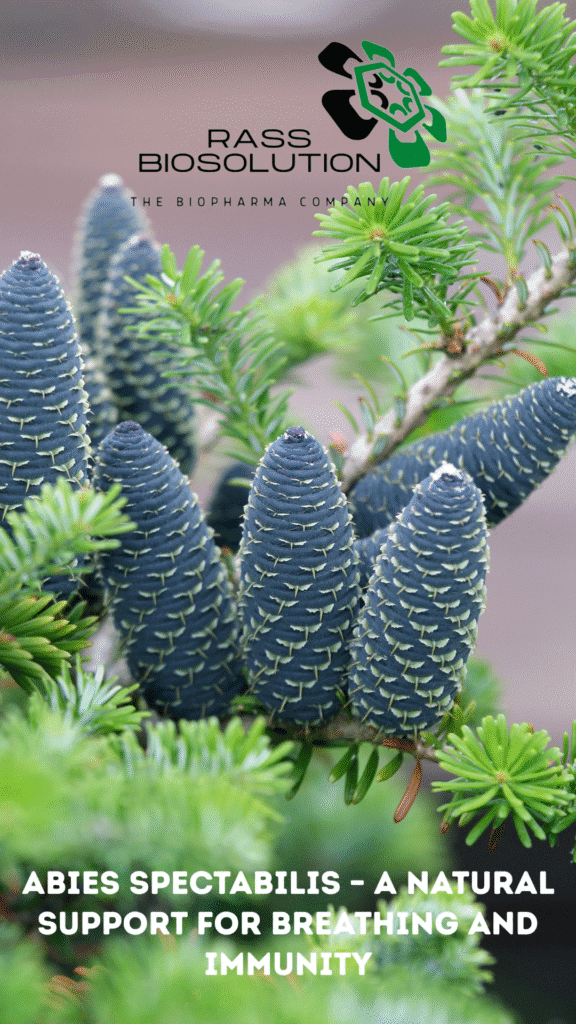 Abies spectabilis – A Natural Support for Breathing and Immunity