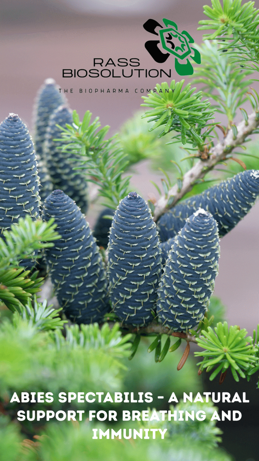 Abies spectabilis – A Natural Support for Breathing and Immunity